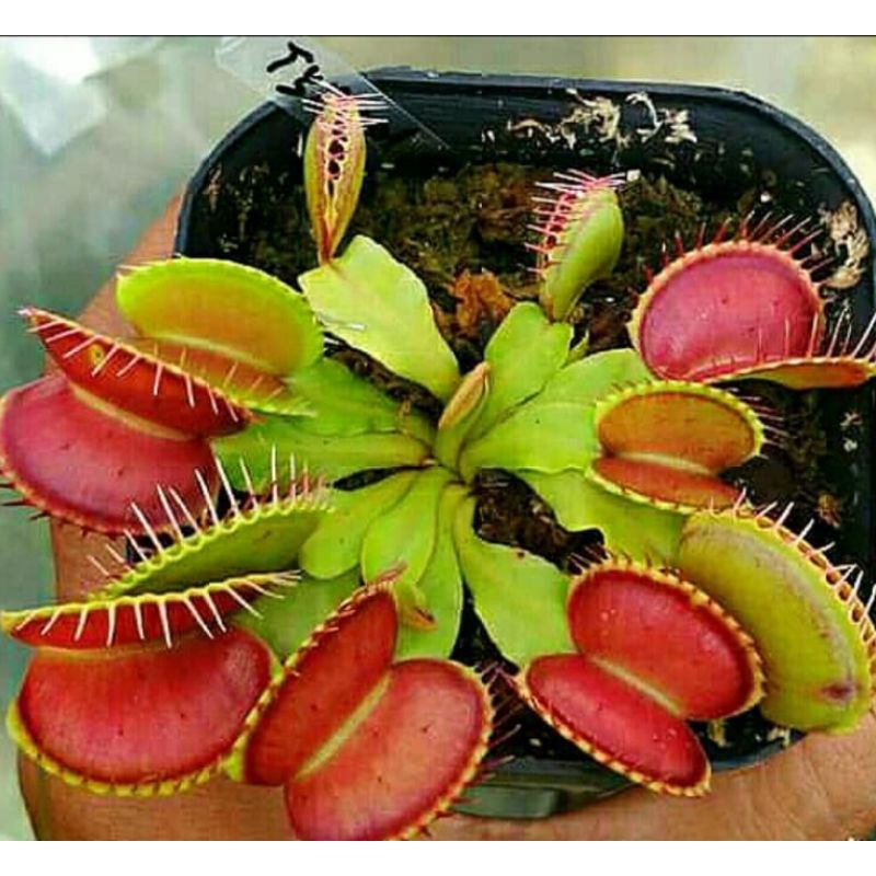 Jual Venus Flytrap Typical | Shopee Indonesia