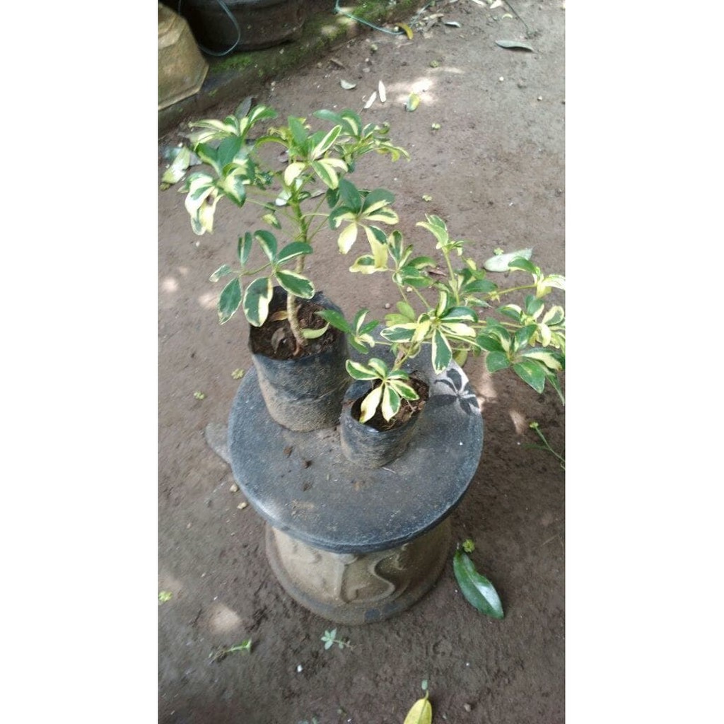 Jual pohon wuni Harga Terbaik & Termurah Maret 2023 | Shopee Indonesia