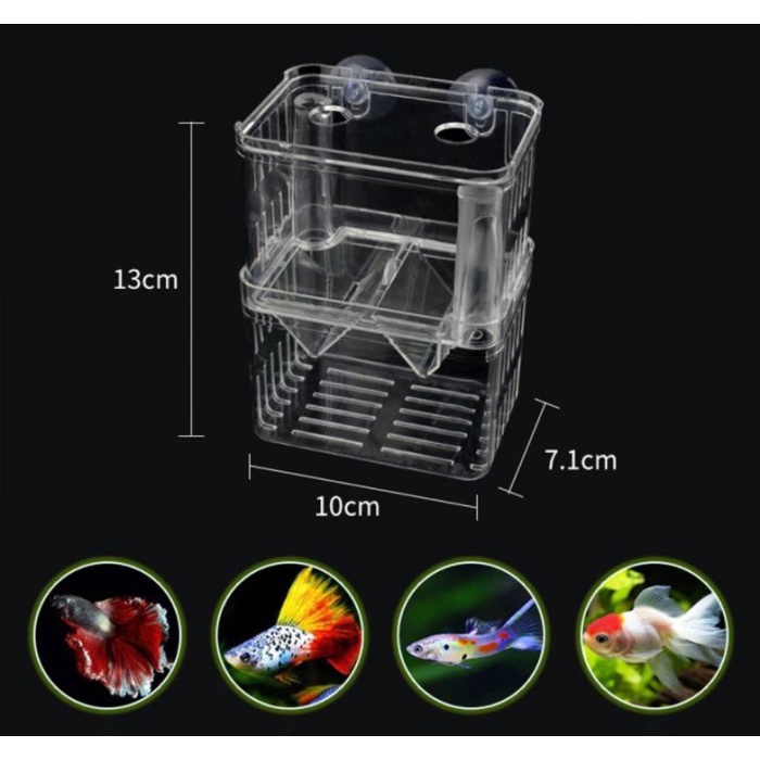Jual Isolation Breeding Box Ikan Guppy Molly Size L (Big) | Shopee ...