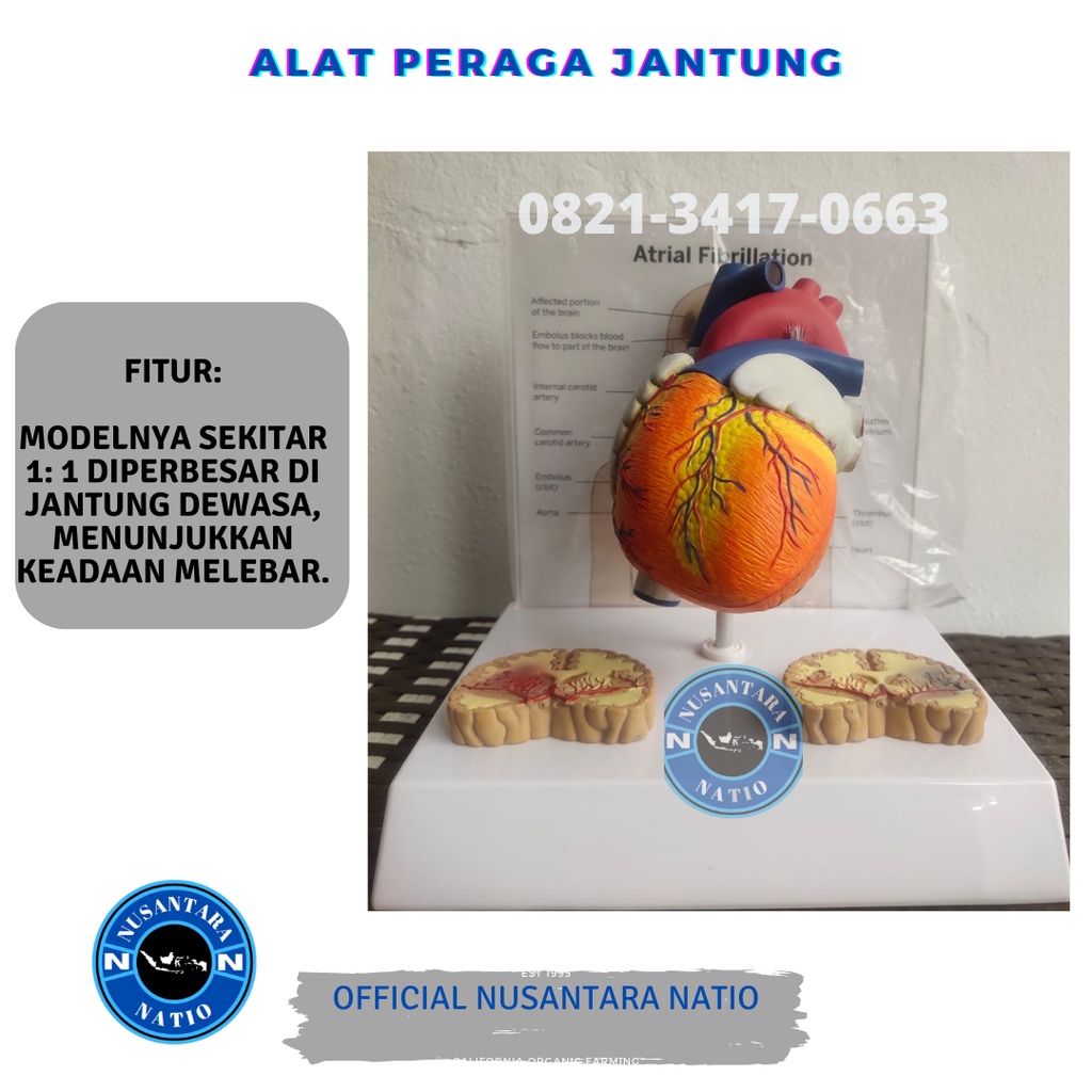 Jual Alat Peraga Jantung Manusia / Alat Laboratorium Model Antonim ...