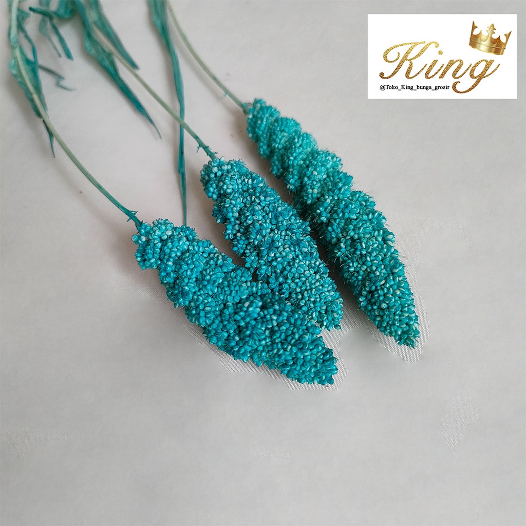 Jual (3PCS) Preserved Setarea Setaria Grass Flower Bunga Kering Asli ...