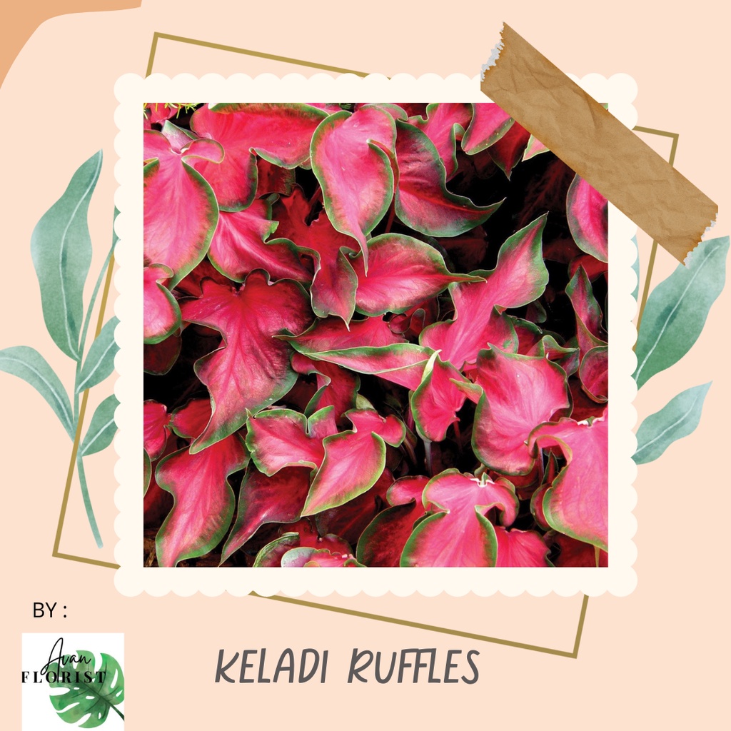 Jual TANAMAN HIAS KELADI RED RUFFLES TANAMAN BUNGA CALADIUM RED RAFLES ...