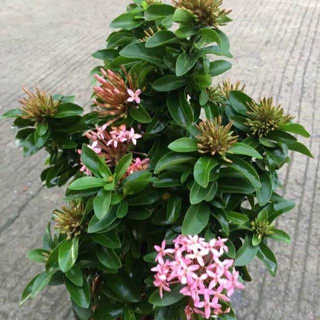 Jual tanaman asoka bunga pink / tanaman soka bangkok | Shopee Indonesia