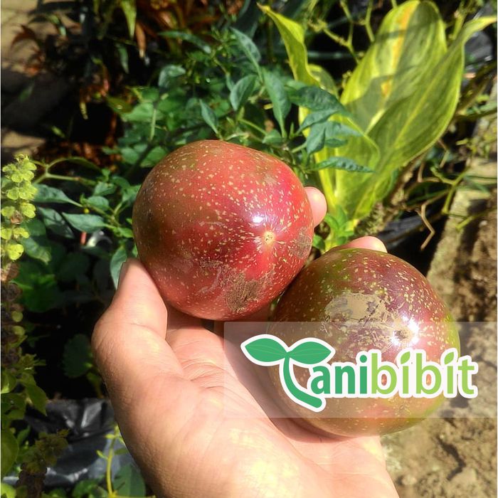 Jual Pohon Markisa Merah Hasil Stek - Markisa MasamManis | Shopee Indonesia