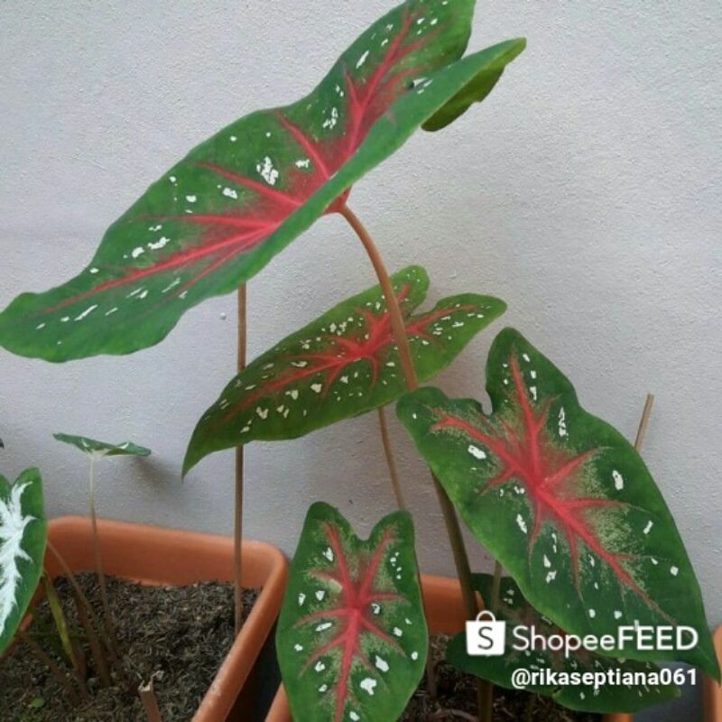 Jual tanaman hias keladi red star | Shopee Indonesia