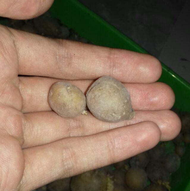 Jual Bibit Kentang/Benih kentang/Kentang G0 (Granola L) {Bibit kentang ...