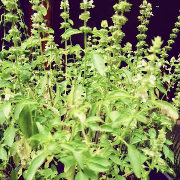 Jual RUKU RUKU UNGU - TANAMAN HOLLY LAMPES ATAU TULSI (BIBIT) = DAUN ...