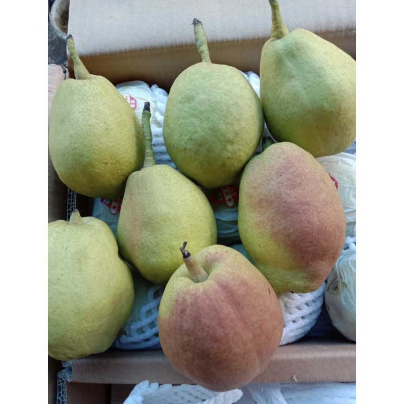 Jual Pear Xiang Li fresh | Shopee Indonesia