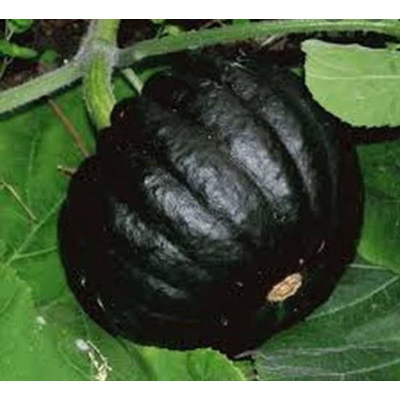 Jual BIJI LABU HITAM SAYUR ( isi 2 biji) | Shopee Indonesia