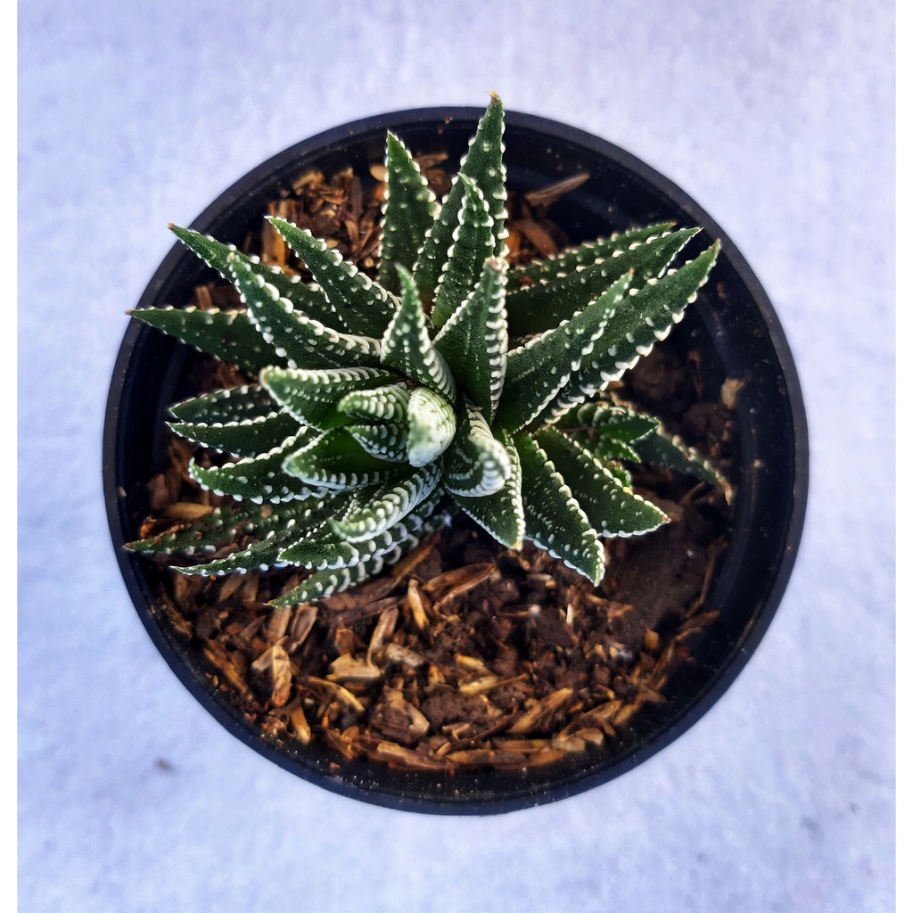 Jual Haworthia Fasciata | Sukulen | Zebra Haworthia | Home Decor ...