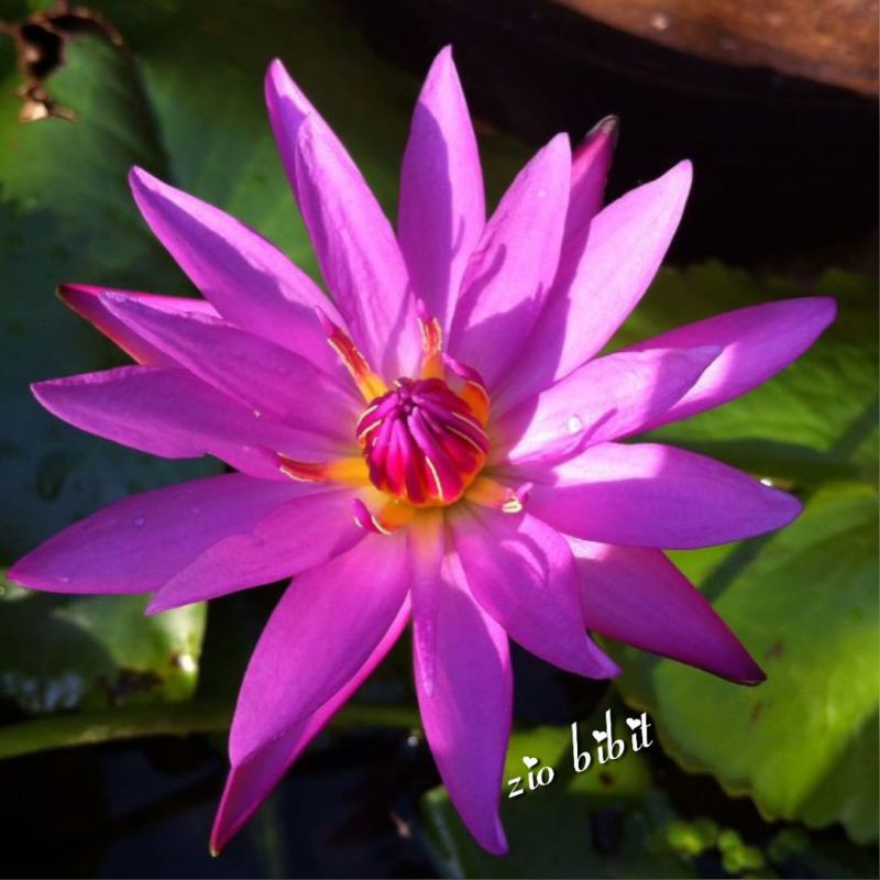 Jual Benih / Bibit / Biji - Bunga Lotus Teratai Ungu Pink Magenta Royal ...