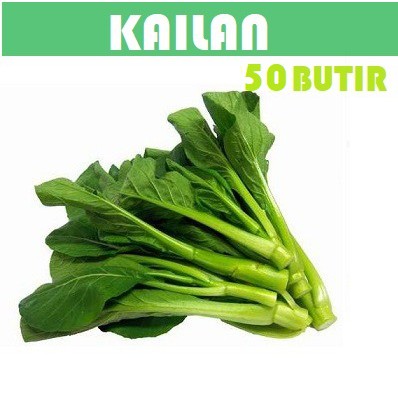 Jual Bibit Benih Biji Kailan Sharp Leaf Kaelan Kai Lan Chinese Kale 50 ...