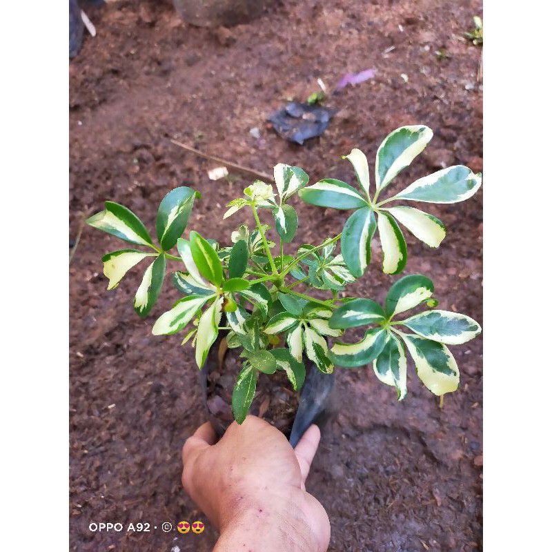 Jual Tanaman Walisongo Variegata | Shopee Indonesia