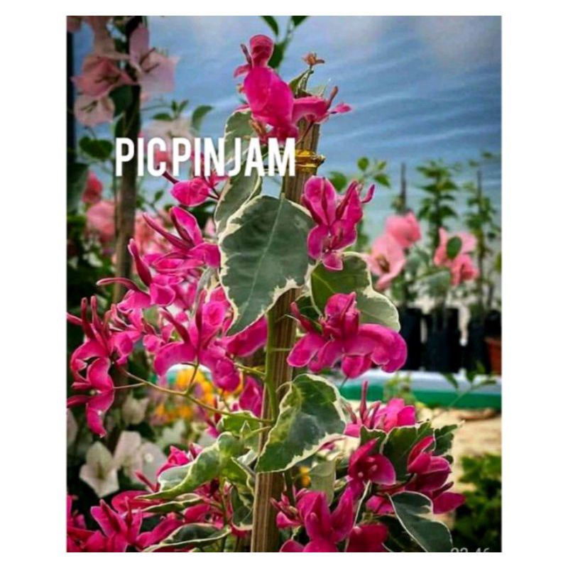 Jual Tanaman Hias Bugenvil Bunga Kertas Pink Rosy Shopee Indonesia
