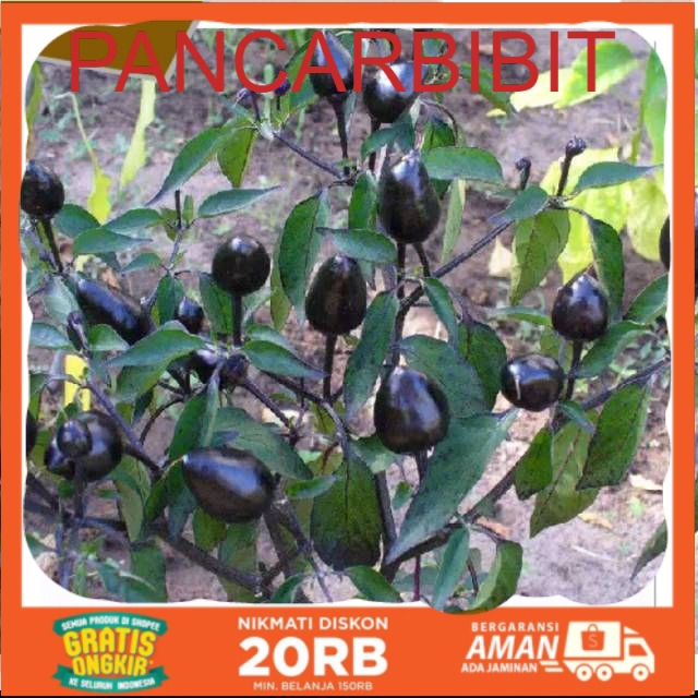 Jual Cabe hitam | Shopee Indonesia
