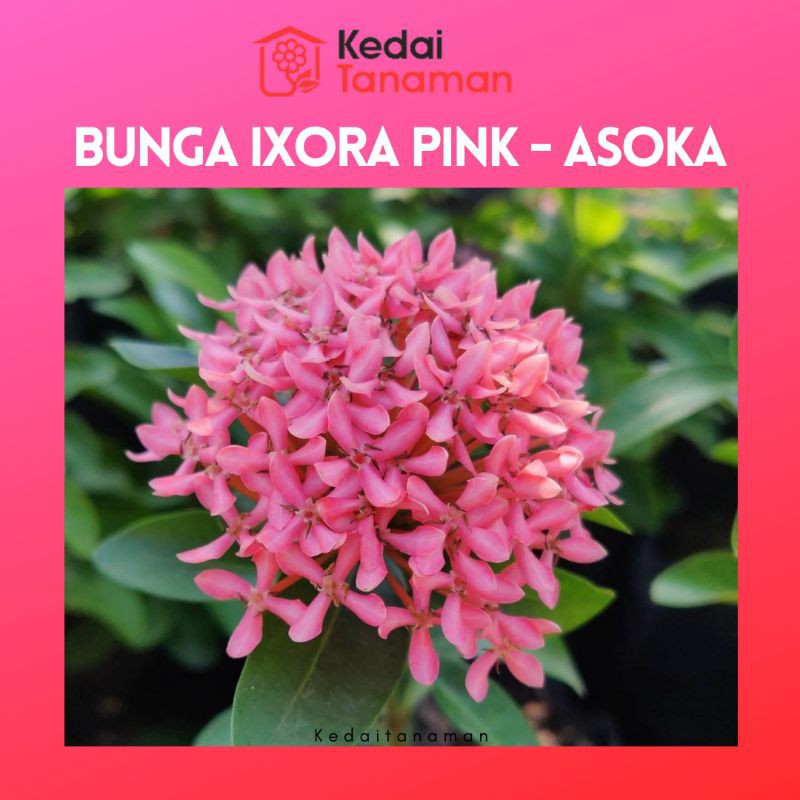 Jual Tanaman Hias Hidup Bunga Soka Pink - Bunga Asoka Pink - Bunga ...