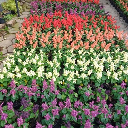 Jual Tanaman Hias Bunga Salvia (salvere) Berbunga ( Sedia 4 Warna ...