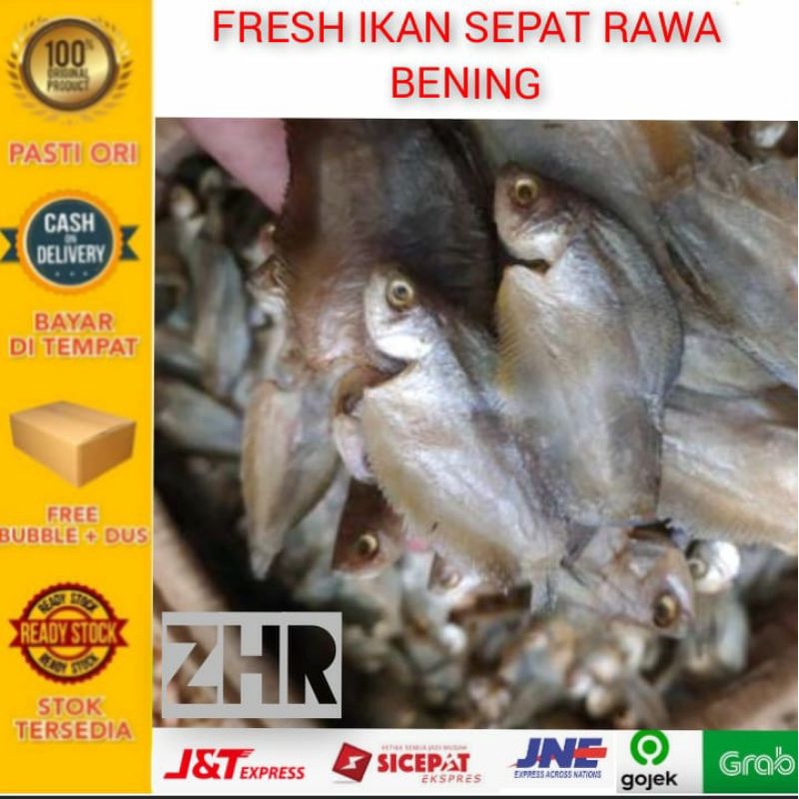Jual Ikan asin sepat rawa bening-500gram - ZHR | Shopee Indonesia