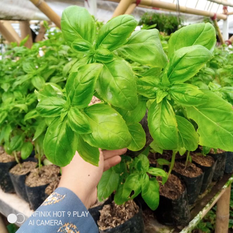 Jual tanaman herbal daun awet sweet basil | Shopee Indonesia