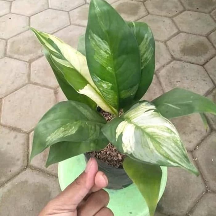 Jual tanaman hias peach lily variegate daun besar-spatyphyllum daun ...