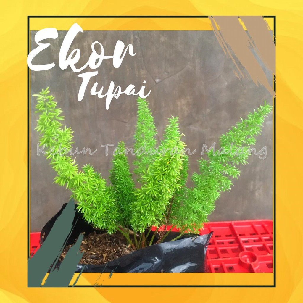 Jual Tanaman Ekor Tupai / Asparagus Densiflorus -Tanaman Hias Hidup ...