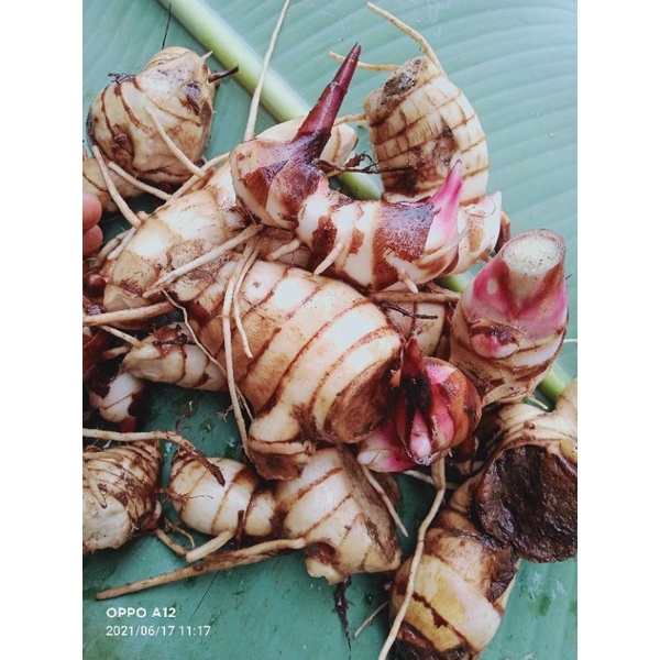 Jual umbi ganyong merah segar 500 gram | Shopee Indonesia