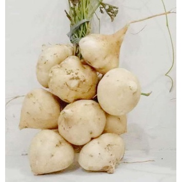 Jual Bengkoang_Buah Bengkuang | Shopee Indonesia