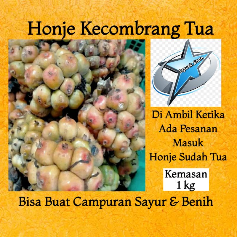 Jual Buah Honje Kecombrang Tua Bisa Buat Benih Juga Herbal 1kg | Shopee ...