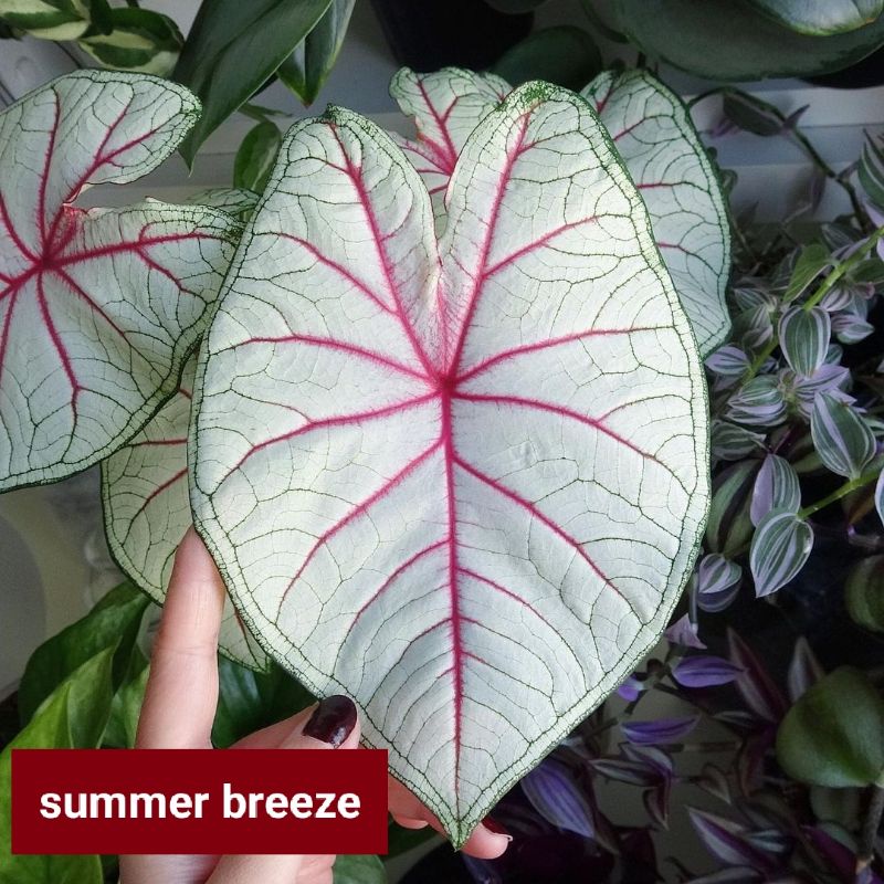 Jual Bunga Caladium Summer breeze ( bonggol ) | Shopee Indonesia