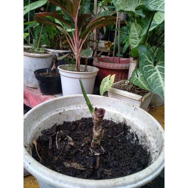 Jual aglonema heng hang, bonggol l bertunas | Shopee Indonesia