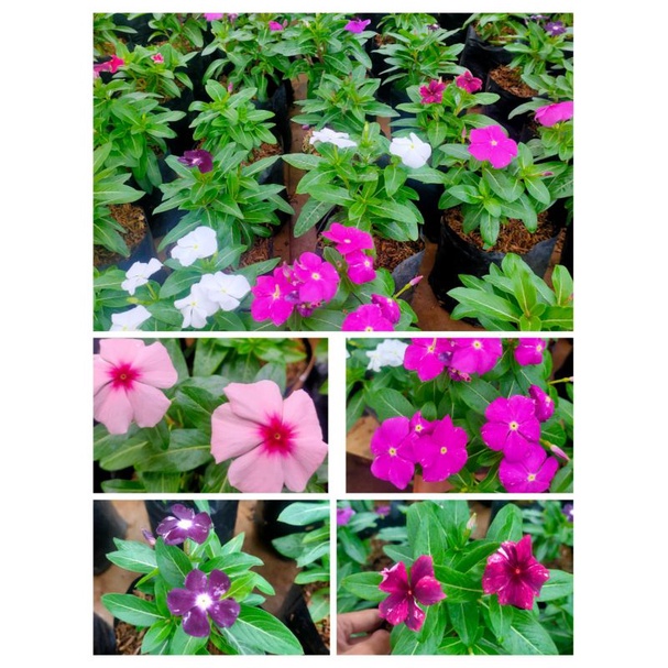 Jual Bunga vinca paket murah banyak varian warna | Shopee Indonesia