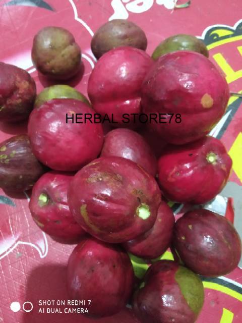 Jual Buah mahkota dewa atau PHALERIA MACROCARCA 1 kg eegar | Shopee ...