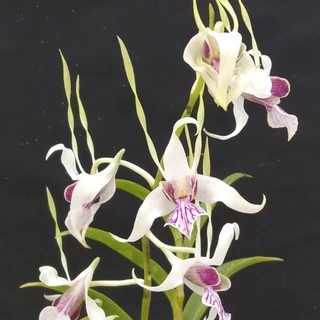 Produk Angphotorion | Shopee Indonesia