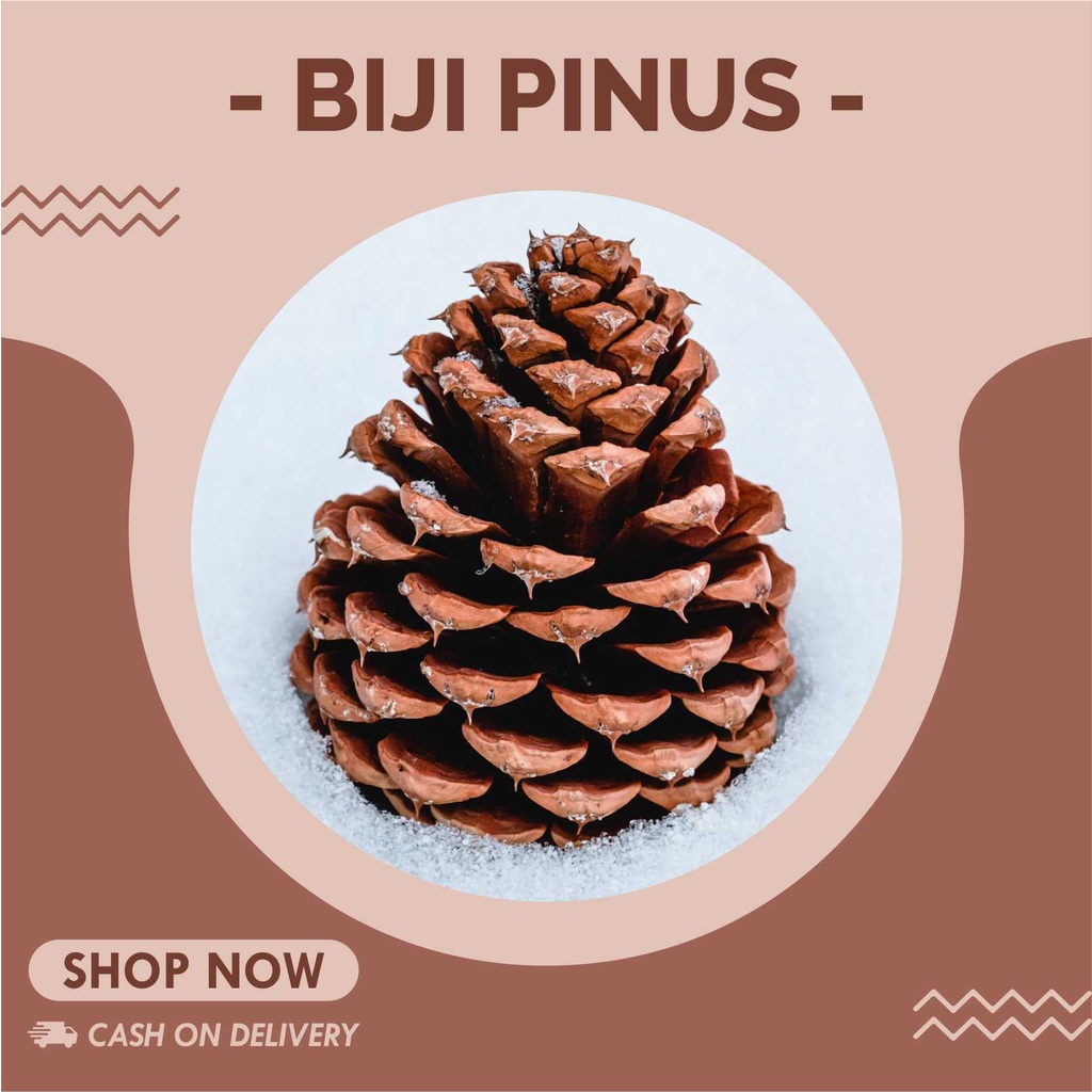 Jual Biji Pinus | Bunga Pinus | Buah Pinus Rustic/ Pinus | Pinecones ...