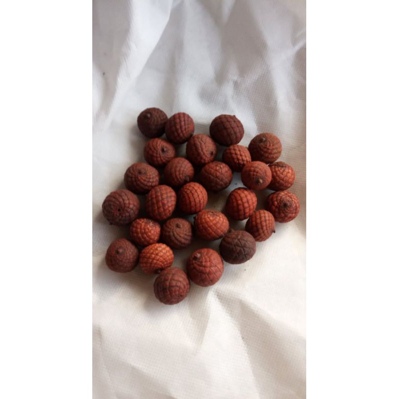 Jual biji rotan, biji rotan bonggol (100 gram) | Shopee Indonesia