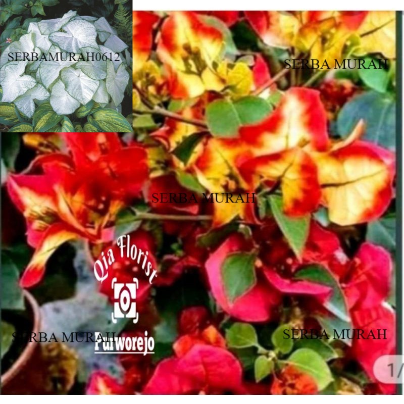Jual Tanaman BOUGENVILLE - BUGENVILE - bogenfil citra india setek ...