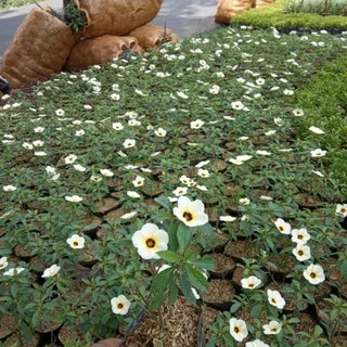 Jual Bunga Jam 9 Terlengkap & Harga Terbaru Januari 2026 | Shopee Indonesia