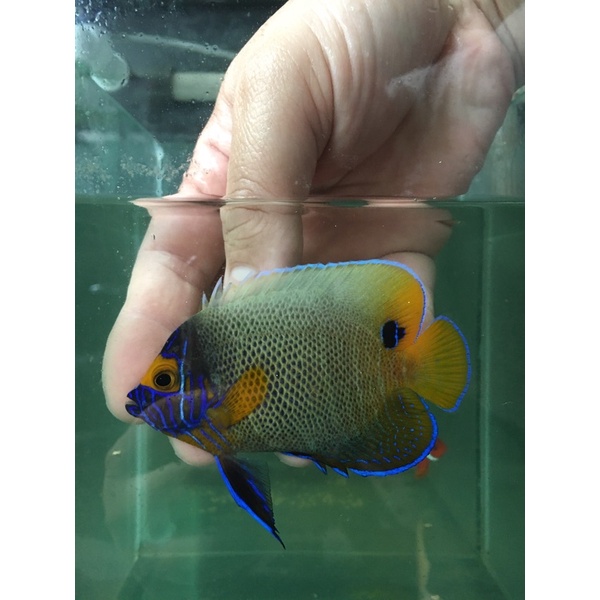 Jual angel napoleon / yellow face angelfish (SUDAH MAKAN PELET ...