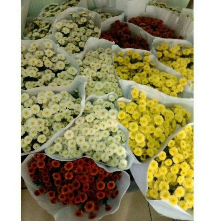 Jual Bunga Calimero Asli Fresh Perbungkus Isi 10 Tangkai | Shopee Indonesia