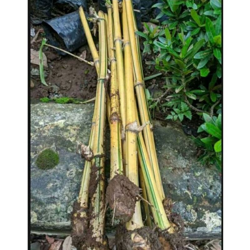 Jual STEK BIBIT BAMBU KUNING AMPEL isi 2 +PUPUK METAN TS IMPORT ...