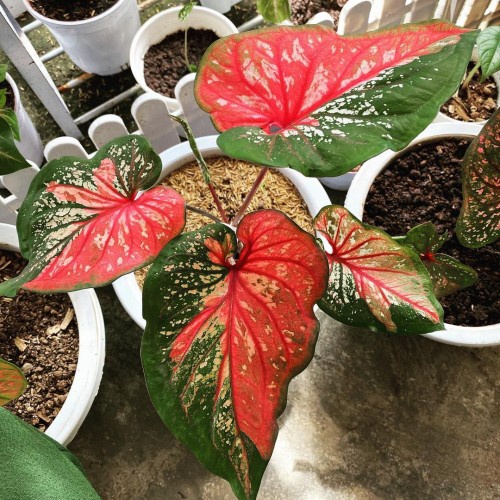 Jual HOT SALE !!! bunga hias caladium red clone bunga hias keladi ...