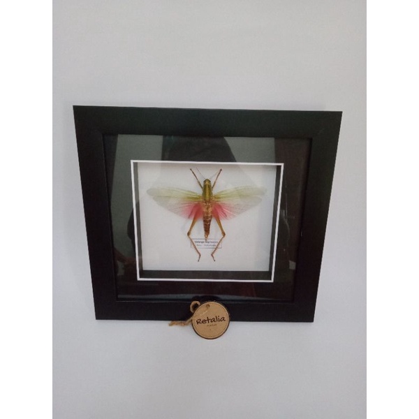 Jual Pajangan Dinding / Frame Belalang Besar (Jumbo) | Shopee Indonesia