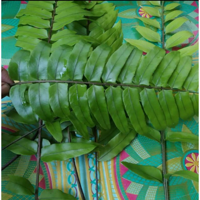 Jual Jual Daun pakis / paku adam / paku sepat kelabang buat hiasan 1kg ...