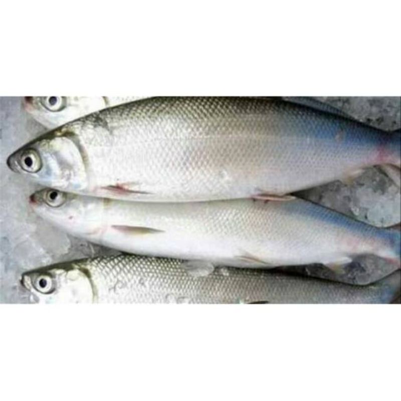 Jual ikan bandeng basah segar 500 gram sudah bersih | Shopee Indonesia