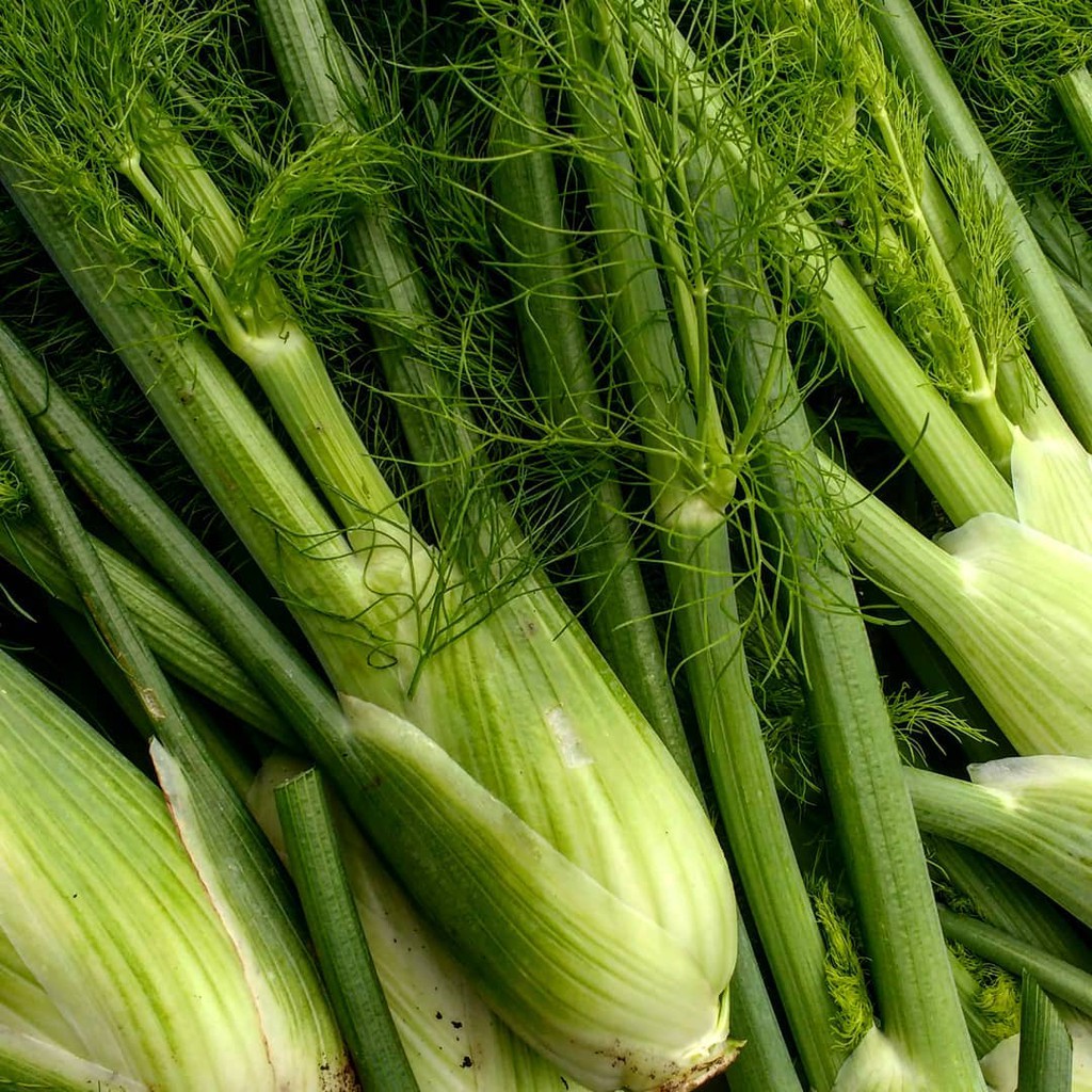 Jual Bibit Tanaman Herbal Adas / Fennel | Shopee Indonesia