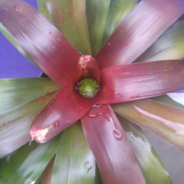 Jual Tanaman Bromelia Merah Besar | Shopee Indonesia