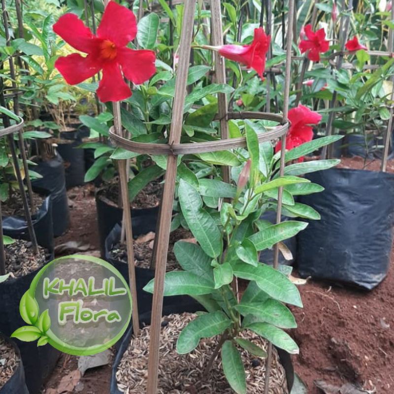 Jual Tanaman Hias Bunga Rambat Mandevilla Merah | Shopee Indonesia