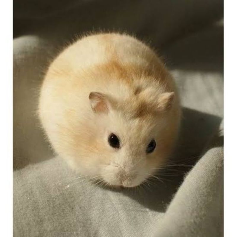 Jual hamster Campbell, winter white, syirian, robo hamster tasik ...
