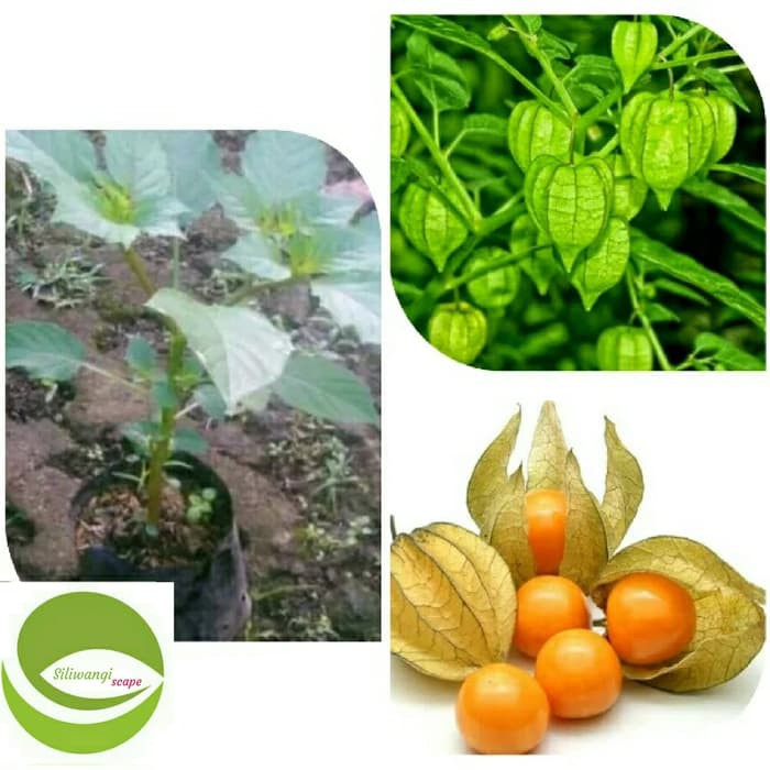 Jual Bibit Tanaman Buah Cecendet/Pohon ciplukan/Buah Cecenet/obat ...