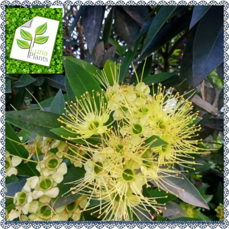 Jual Tanaman hias bunga santos lemon kuning - bunga dantos lemon bunga ...